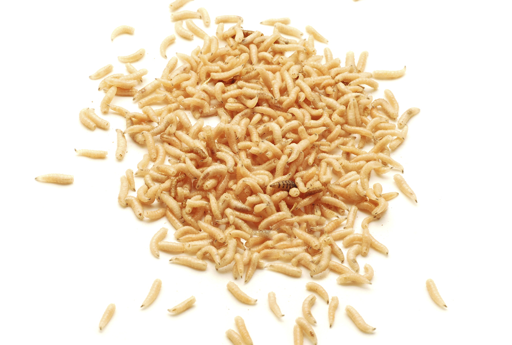 French Researchers Use Maggots To Clean Wounds - Redorbit