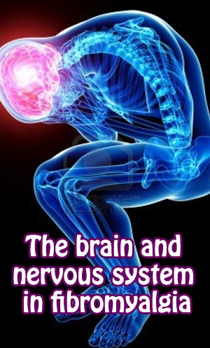 The brain and nervous system in fibromyalgia – Redorbit