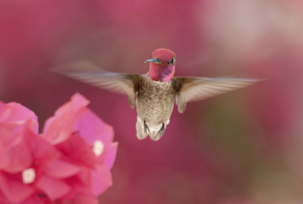 Hummingbird Wings Generate Lift More Efficiently Than The Best Micro ...
