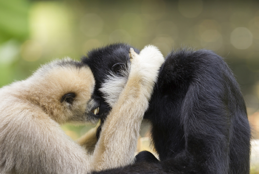 Gibbons Become Last Ape To Have Their Genomes Sequenced - Redorbit