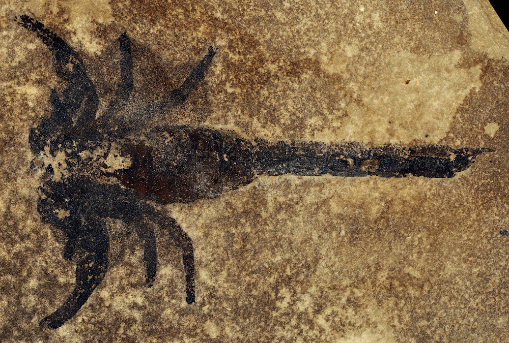 430-million-year-old aquatic scorpion fossil discovered in Canada ...