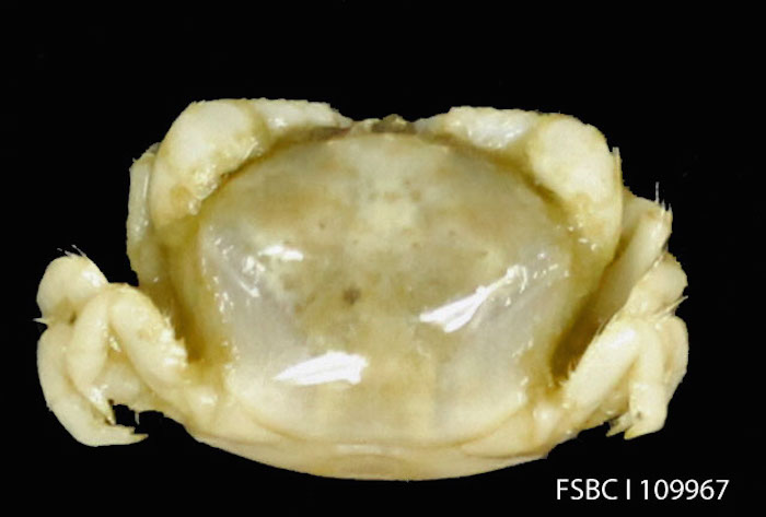 Pea crabs tickle shellfish to find love - Redorbit