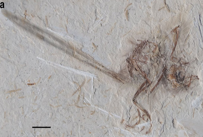 Prehistoric bird found with arrow tail feathers - Redorbit