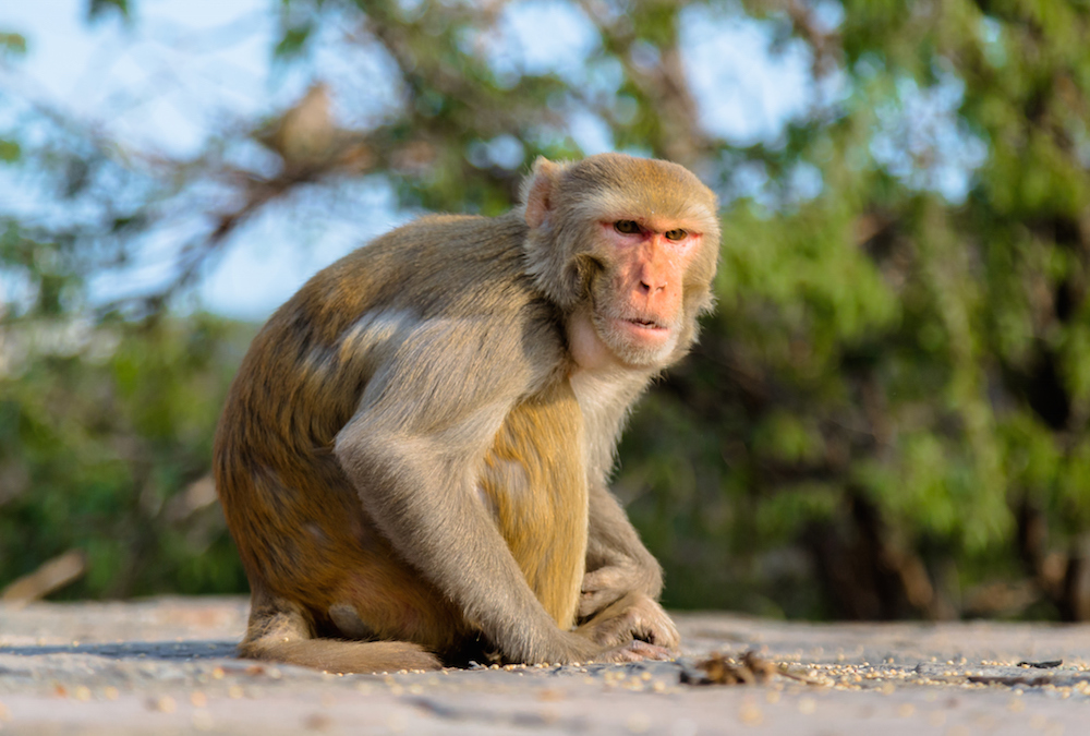 Neuroscientists link the brains of monkeys and rats - Redorbit