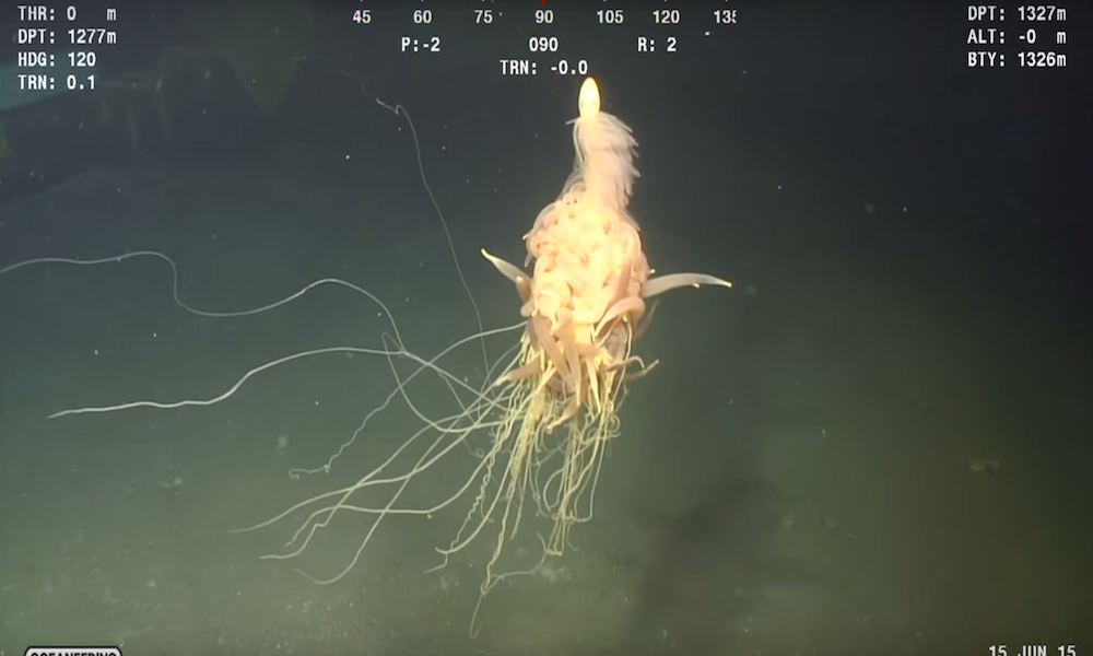 Scientists have identified the ‘flying spaghetti monster’