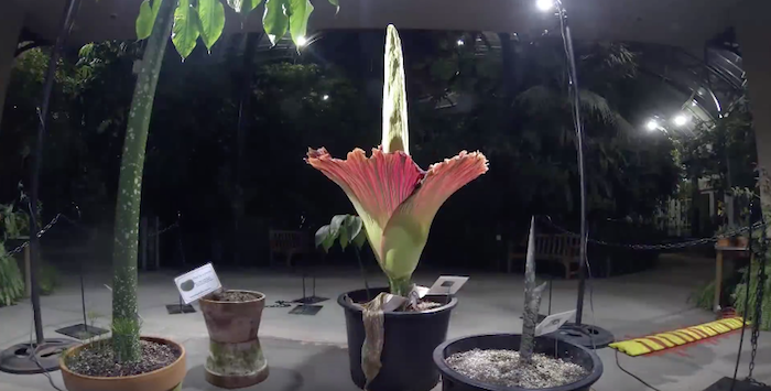 Denver corpse flower finally blooms, reeks of rotting flesh - Redorbit