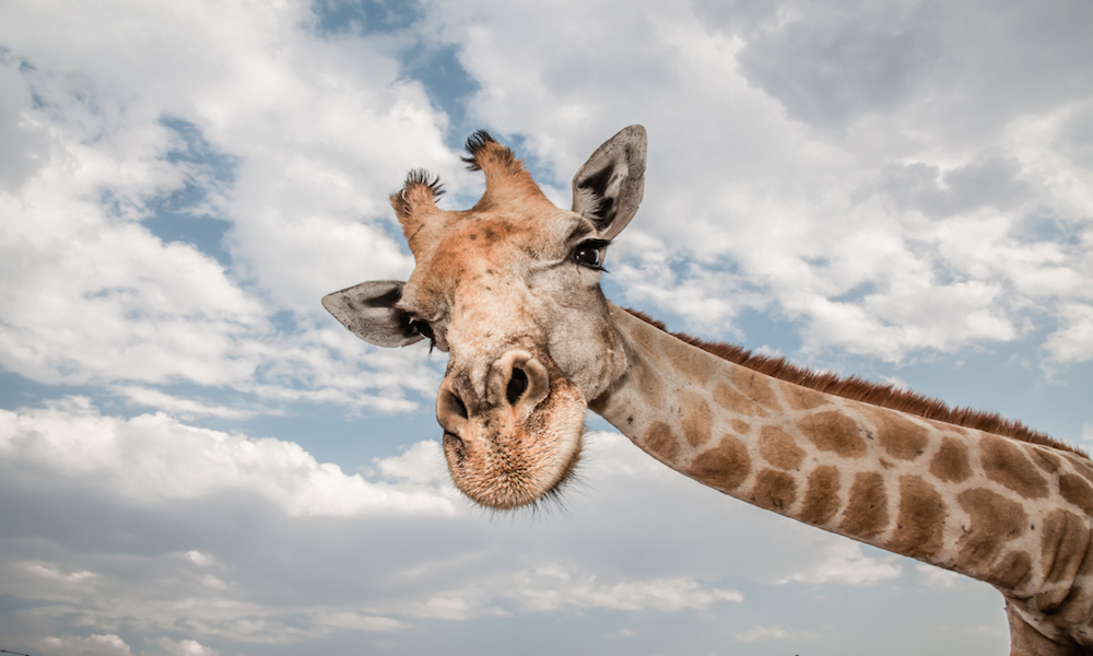 Scientists gain further insight into how giraffes' necks got so freakin ...