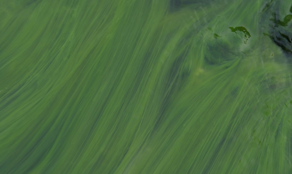 Do you like oxygen? Thank this ancient blue-green algae - Redorbit