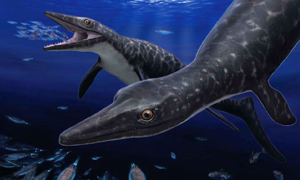 Unusual new species of mosasaur had binocular vision, ate glowing fish ...