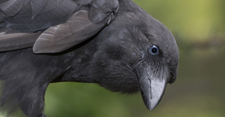 Genome of nearly extinct Hawaiian crow sequenced in effort to revive ...