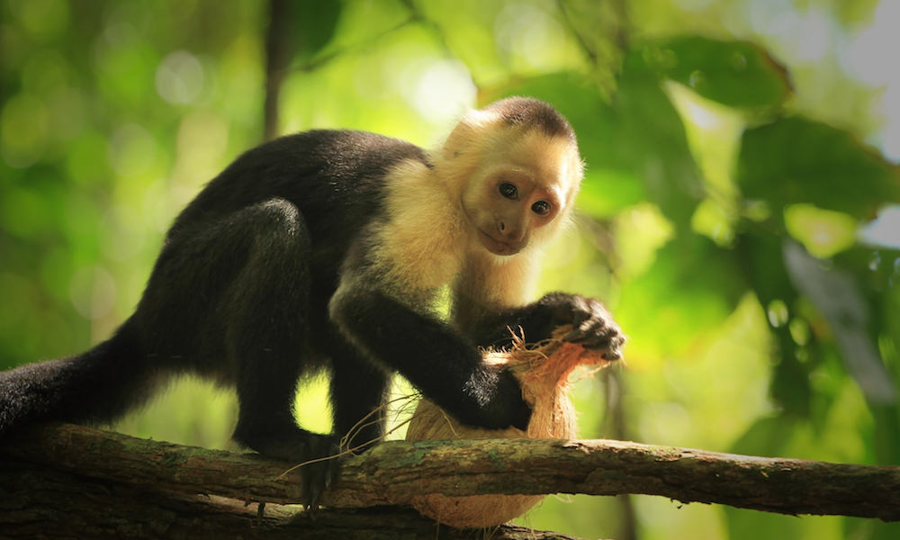 Ancient monkeys crossed 100 miles of open ocean to reach North America ...