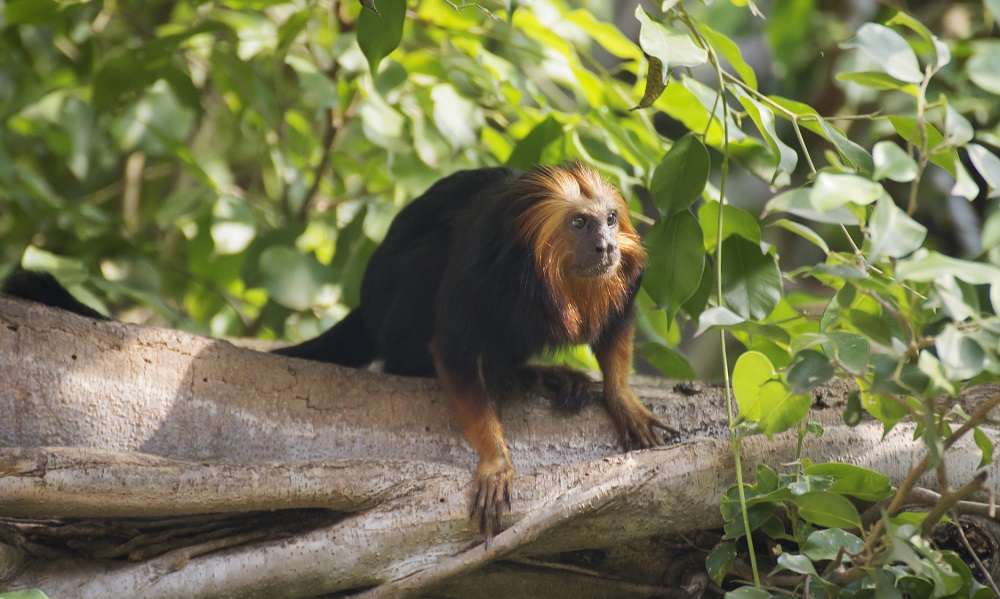 Six new ancient primate species capture climate change pressures - Redorbit