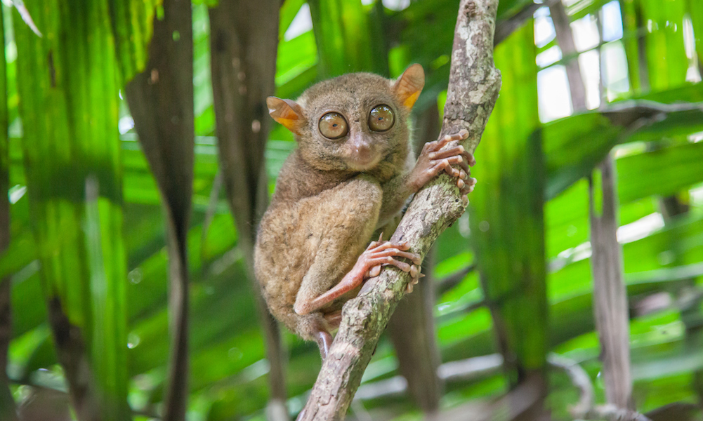 Study shows that tiny Tarsiers are our evolutionary cousins - Redorbit