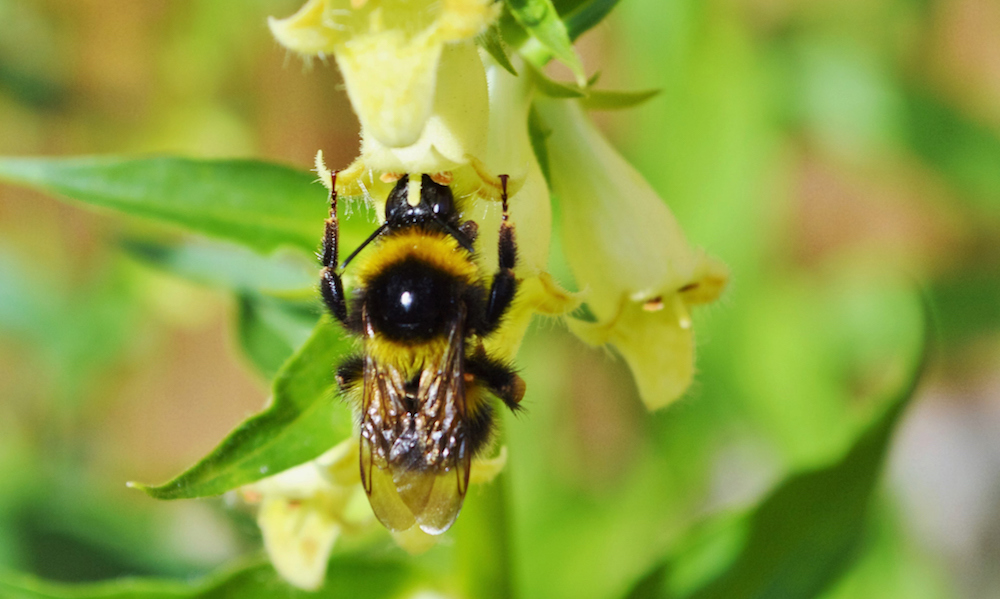 Hawaiian bumblebees are now endangered - Redorbit