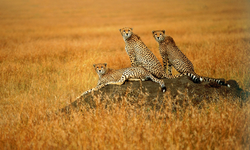 Cheetah populations speeding towards extinction, study finds - Redorbit