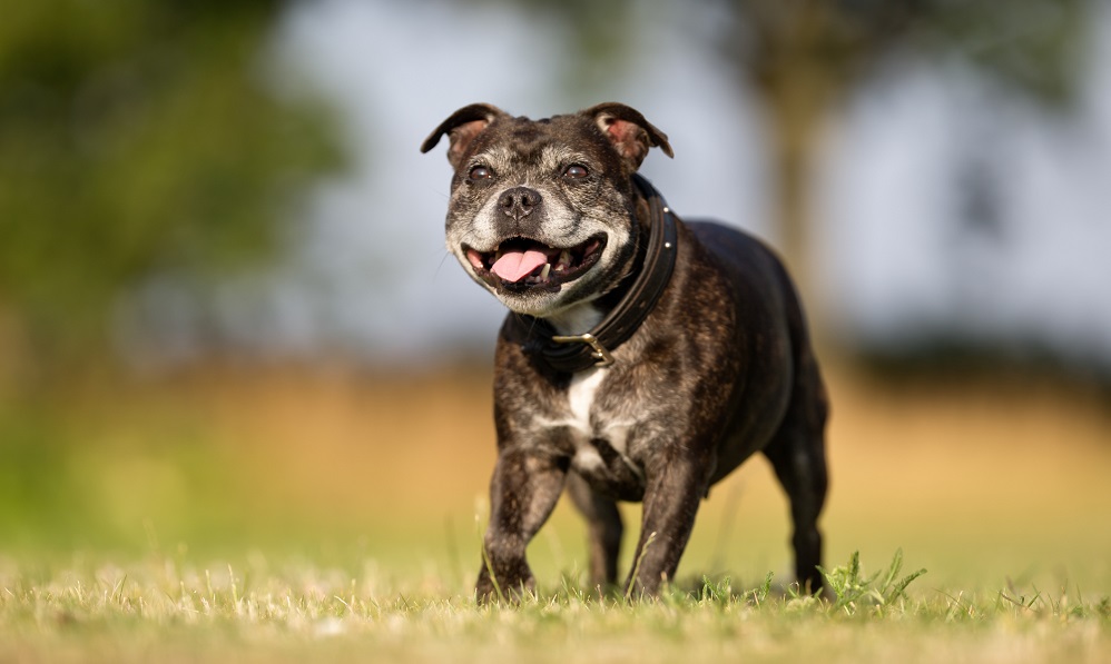 Adult dogs just don't care about your baby talk, study finds - Redorbit