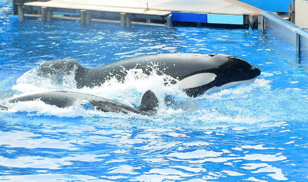 Tilikum the orca, star of Blackfish has died, SeaWorld confirms – Redorbit