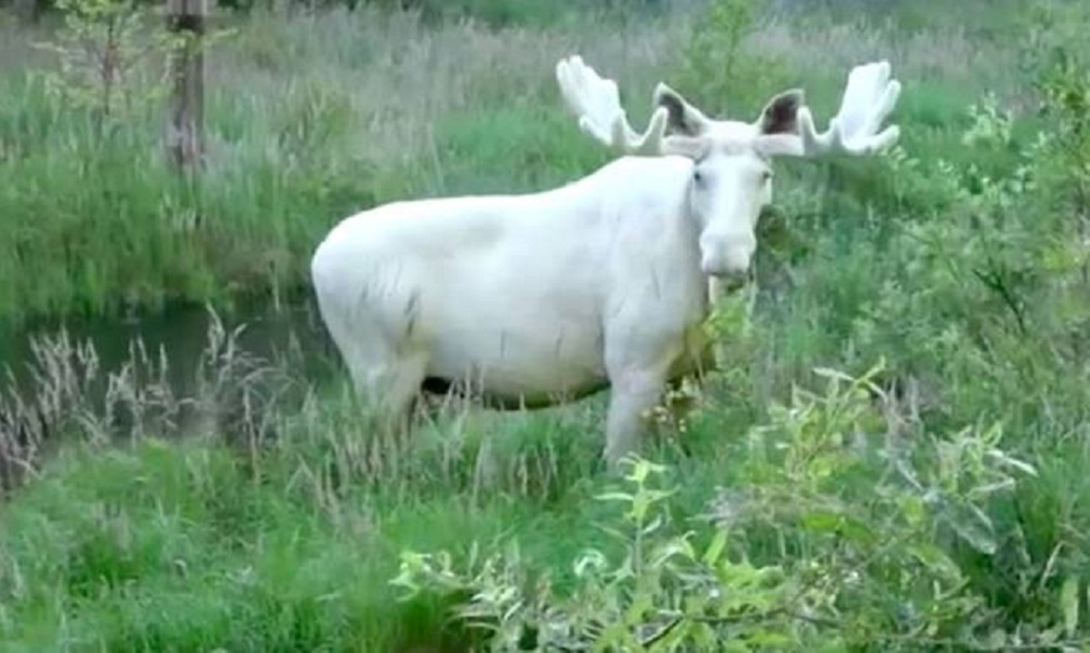 Rare white moose caught on video in Sweden - Redorbit