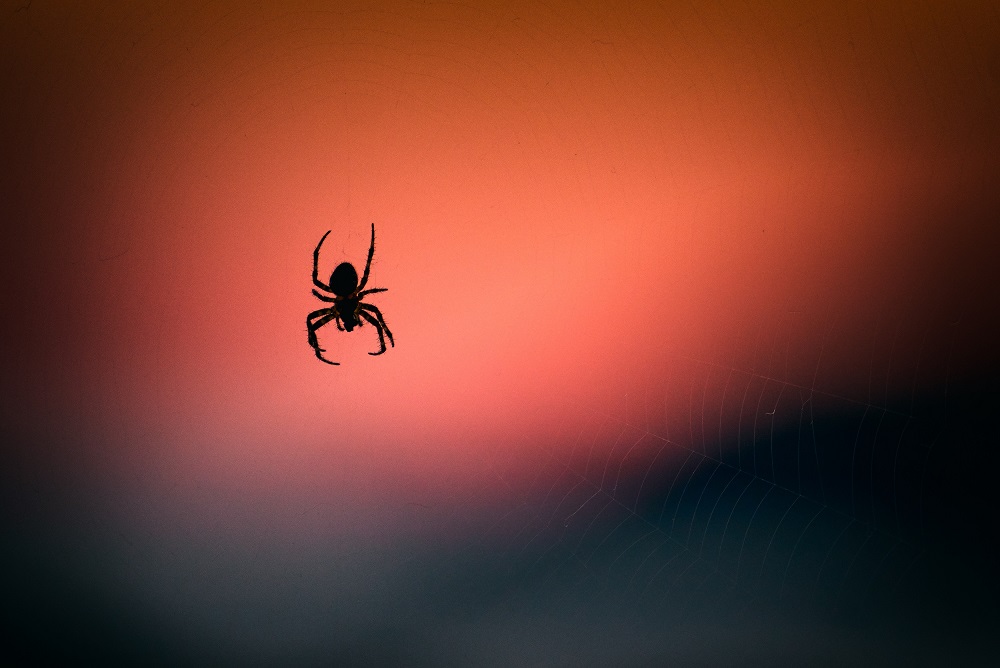 How to Treat a Spider Bite – Education Updates