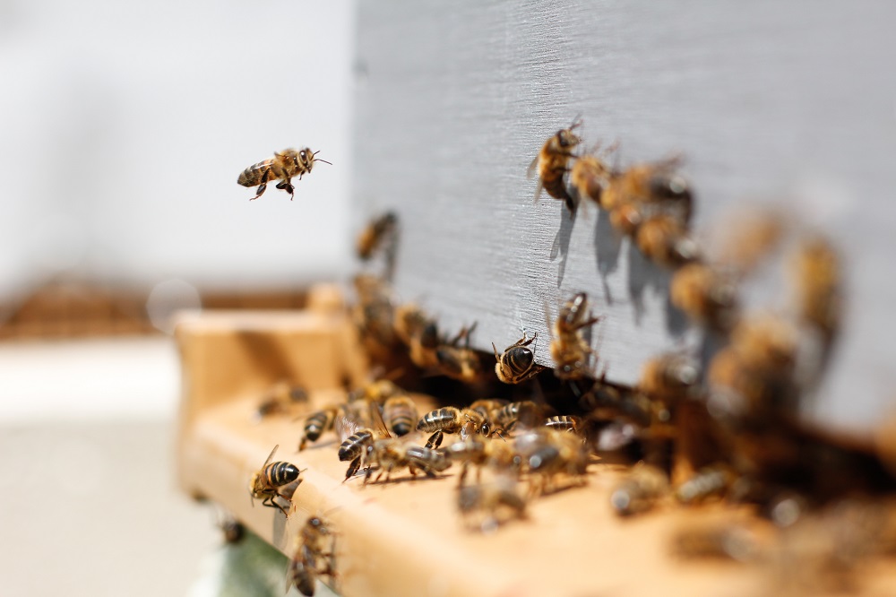 How to Remove a Bee Stinger – Education Updates